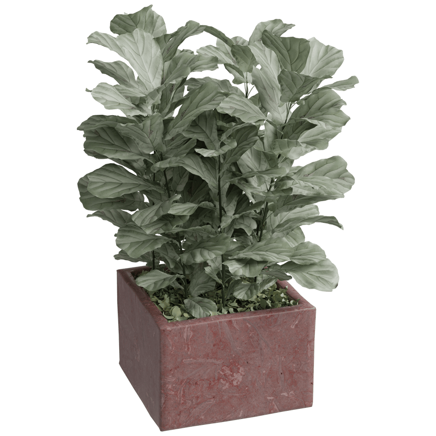 Fiddle Leaf Fig 3d Model A23d 3787