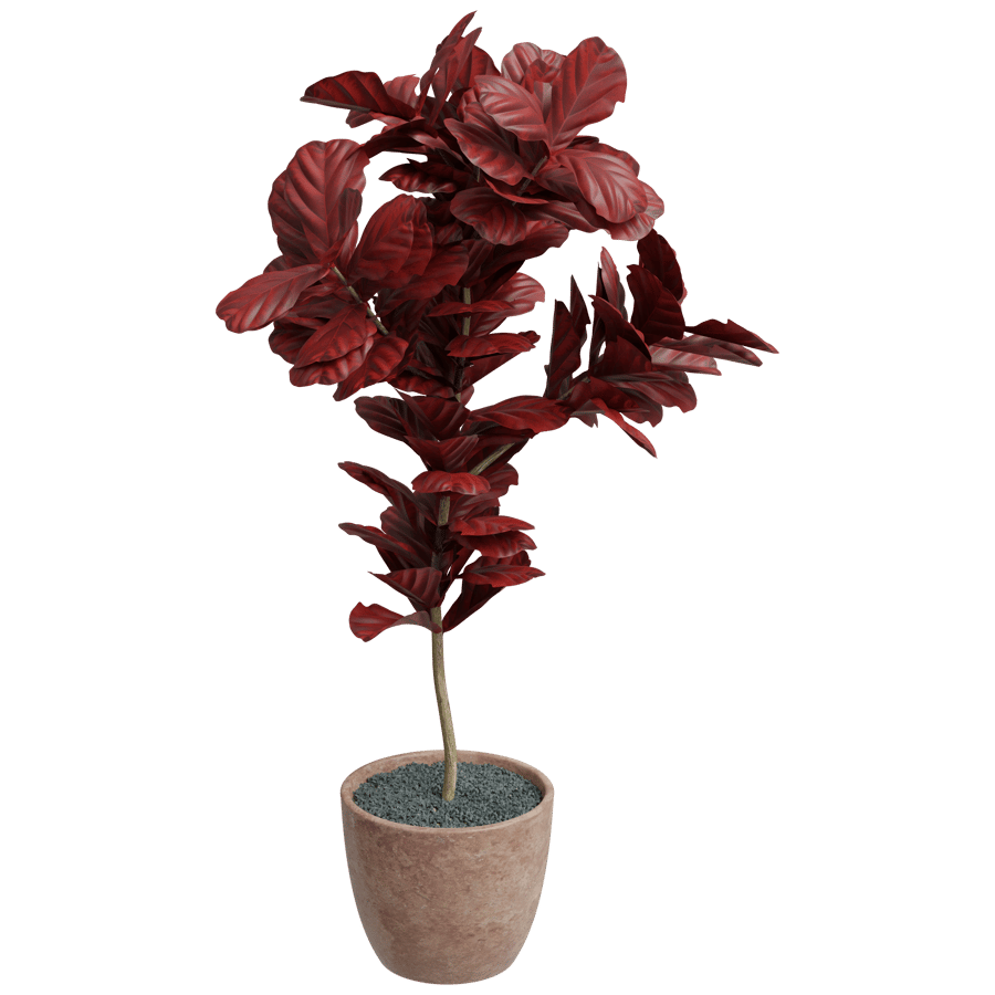 Fiddle Leaf Fig 3d Model A23d 5302